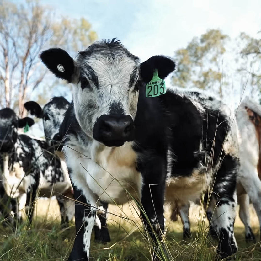 Springhill Beef Co. | Grass-Fed & Free-Range Meats Delivered Australia